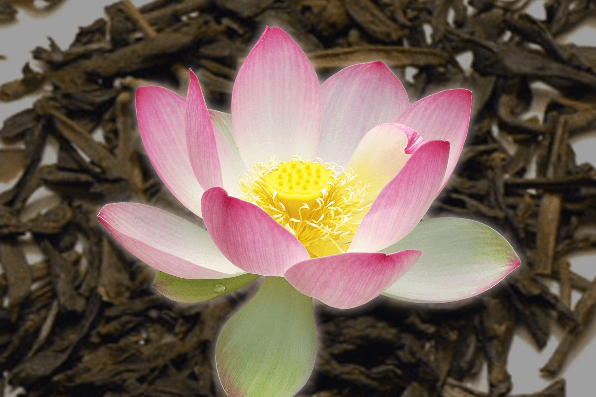 Vietnamese Lotus Tea | Tea With Gary